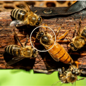 Cuánto Pesa una Abeja - Tipos de Abejas y Características